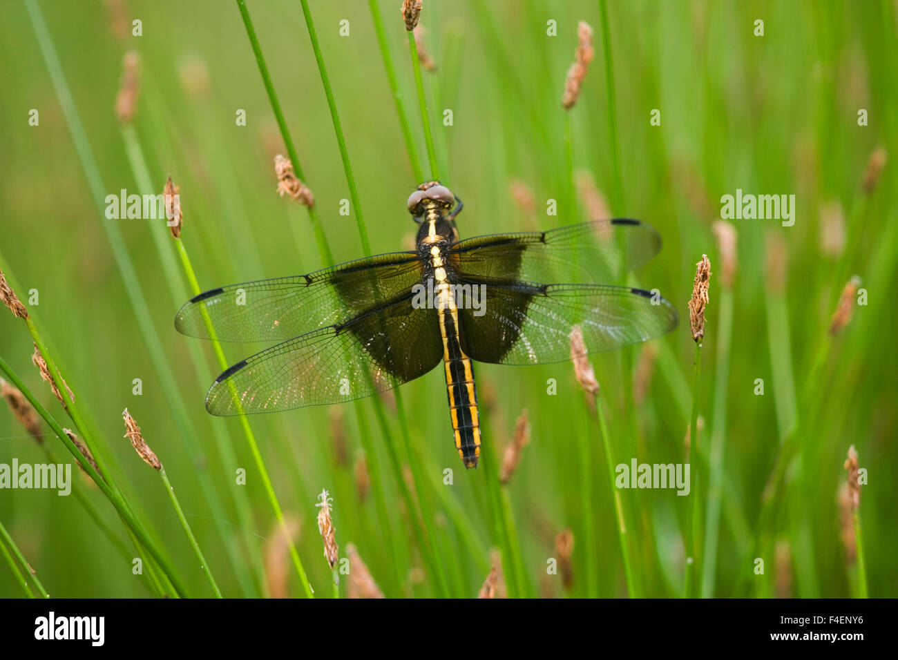 Female widow skimmer hi-res stock photography and images - Alamy