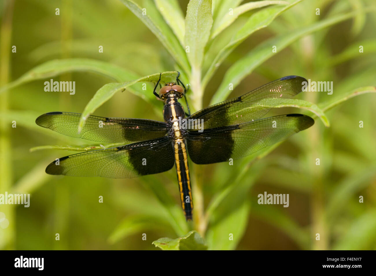 Female widow skimmer hi-res stock photography and images - Alamy
