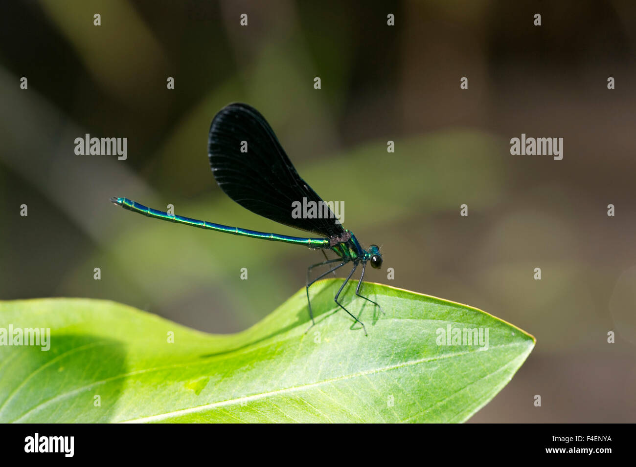 Ebony Jewelwing (Calopteryx maculata) male, Lawrence Co. IL Stock Photo ...