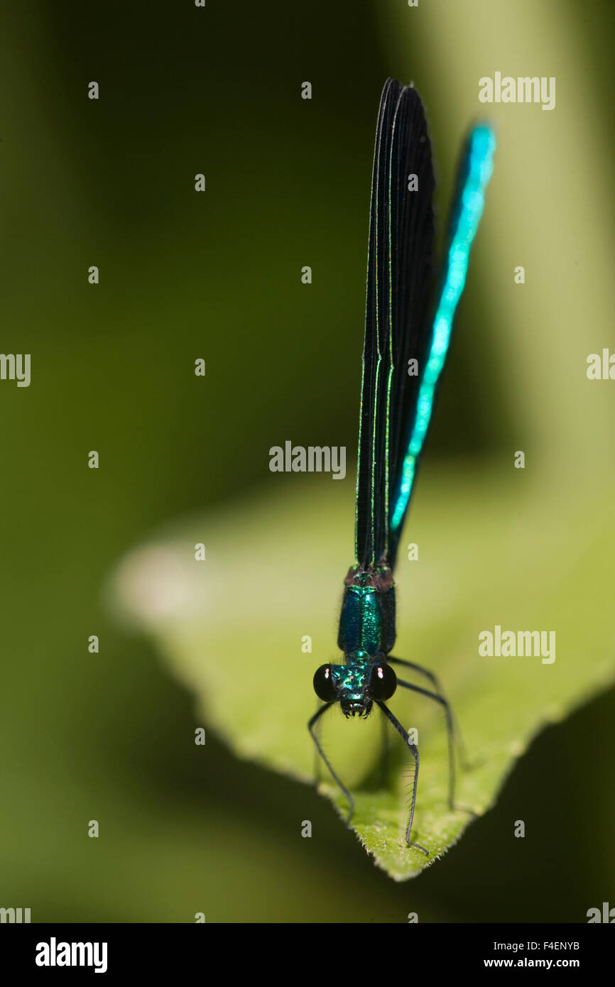 Ebony Jewelwing (Calopteryx maculata) male, Lawrence Co. IL Stock Photo ...