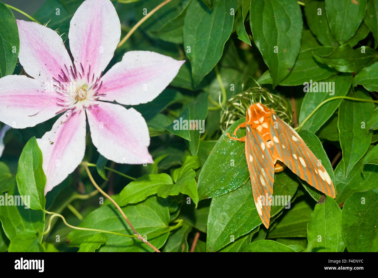 Regal Moth (Citheronia regalis) on Clematis, Marion Co. IL Stock Photo ...
