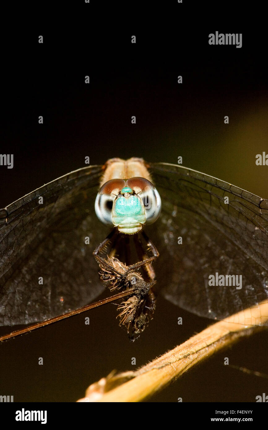 Blue-faced Meadowhawk (Sympetrum ambiguum) male, Marion Co. IL Stock ...