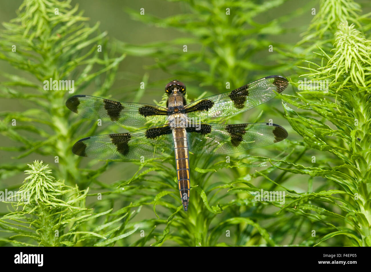 Twelve-spotted Skimmer (Libellula pulchella) female, Marion Co Stock ...