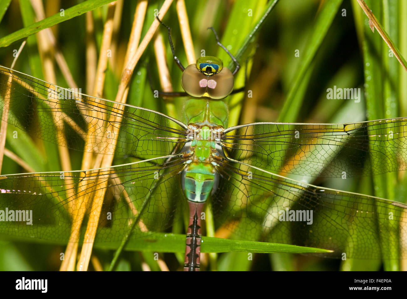 Common Green Darner (Anax junius) dragonfly female Marion Co. IL Stock ...