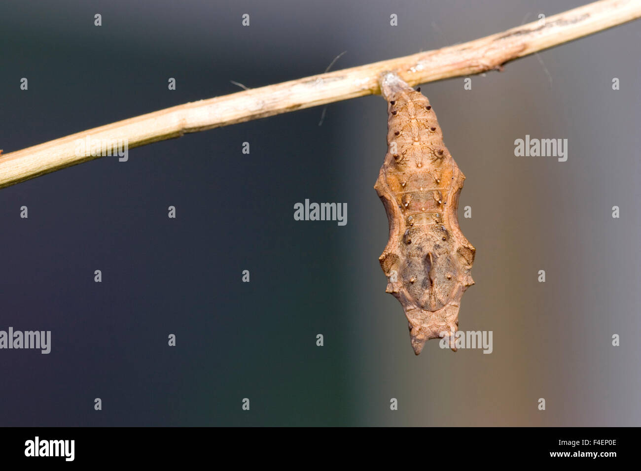 Question Mark (Polygonia interrogationis) chrysalis, Marion Co. IL ...