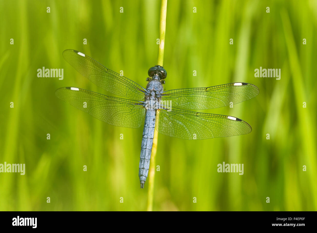 Spangled Skimmer (Libellula cyanea) male in wetland, Marion Co. IL ...