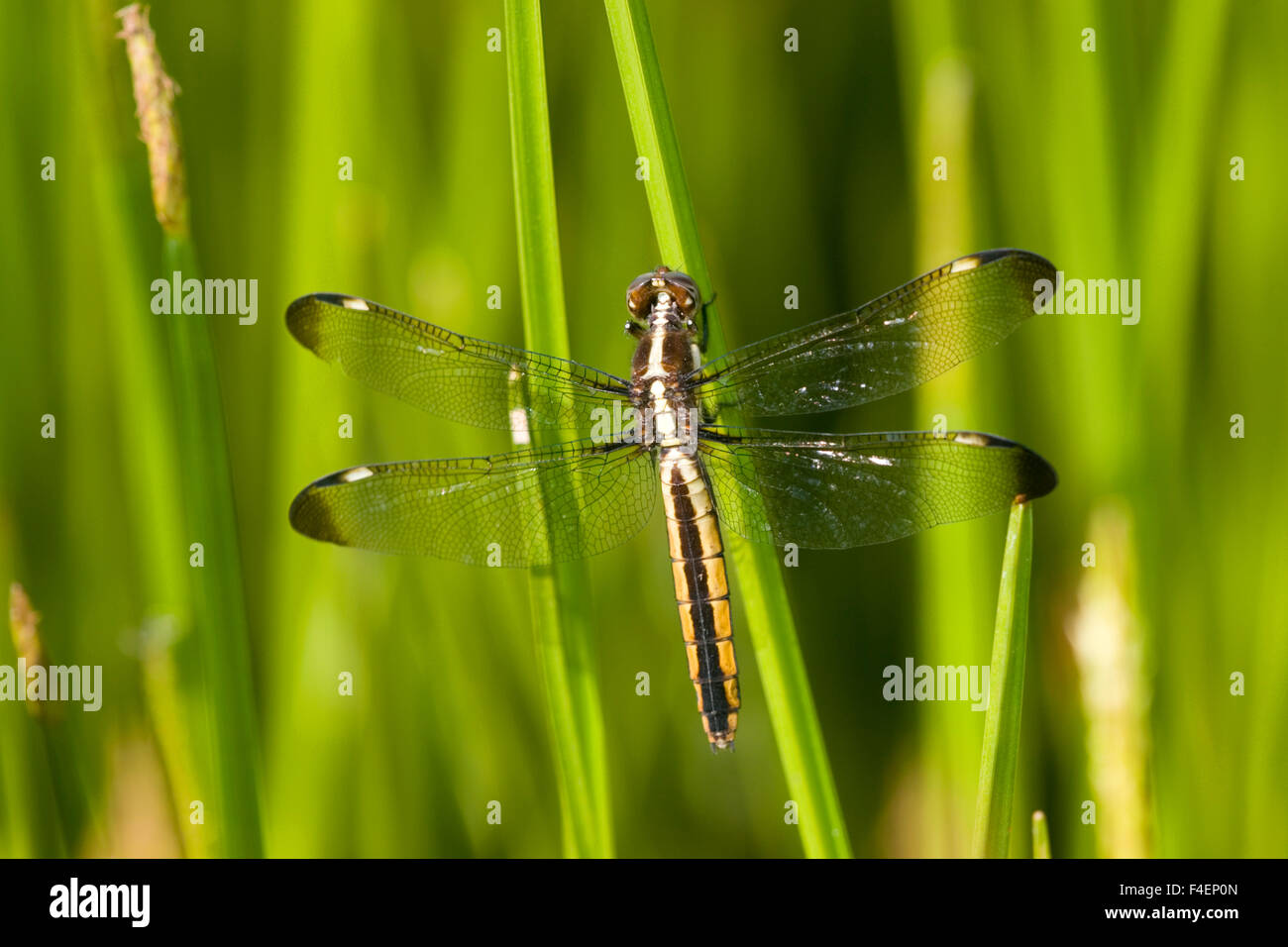Spangled skimmer libellula cyanea hi-res stock photography and images ...