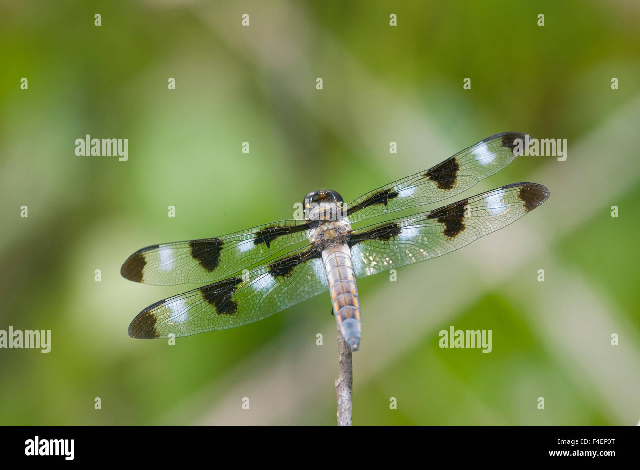 Twelve-spotted Skimmer (Libellula pulchella) male, Effingham Co. IL ...