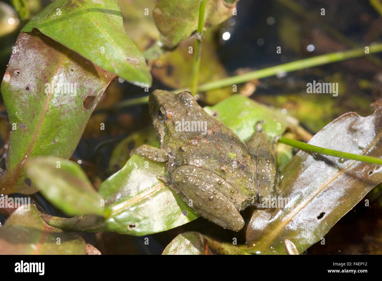Northern cricket frog hi-res stock photography and images - Alamy