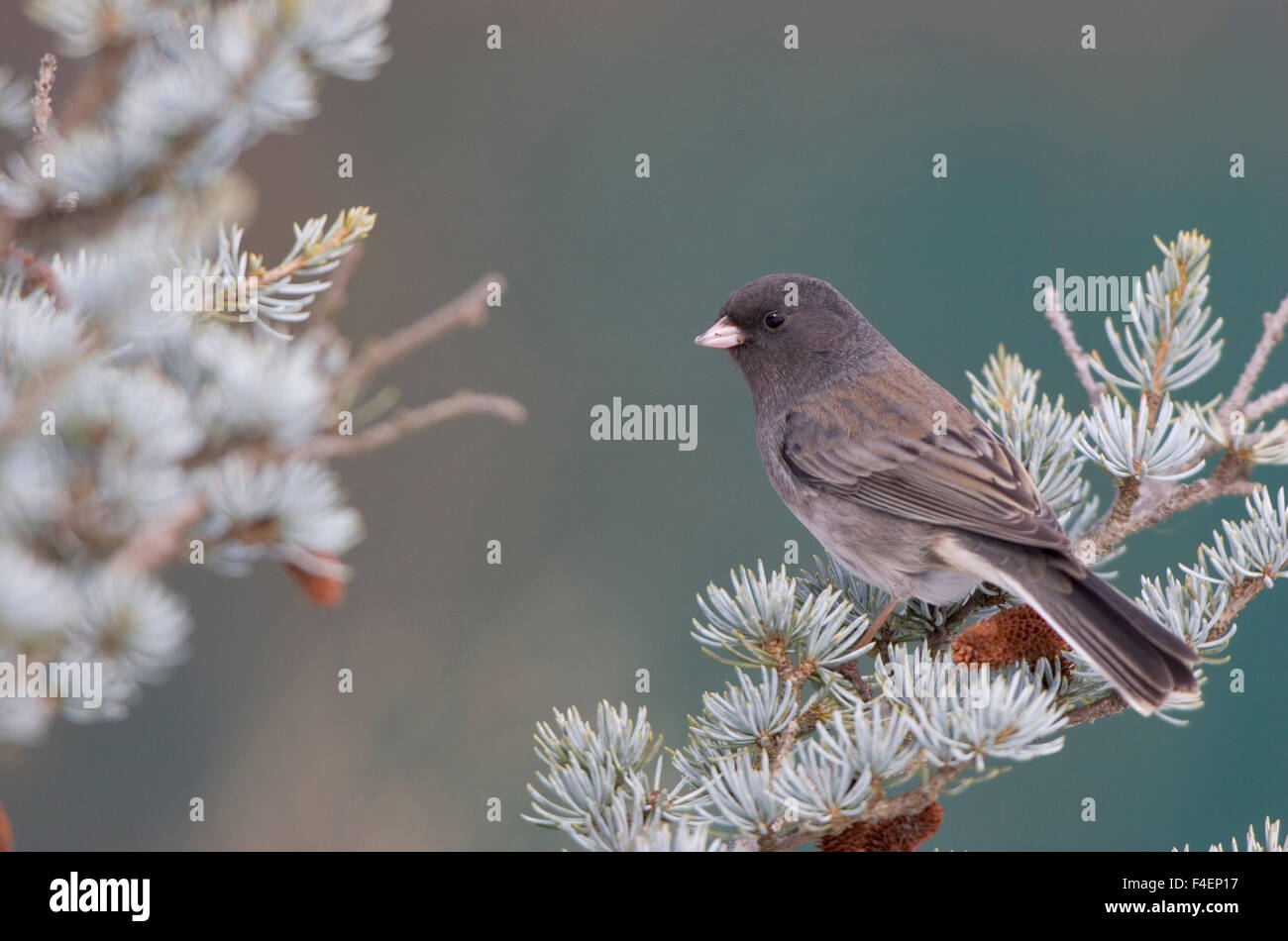 Dark-eyed Junco (Junco hyemalis) in spruce tree in winter Marion ...