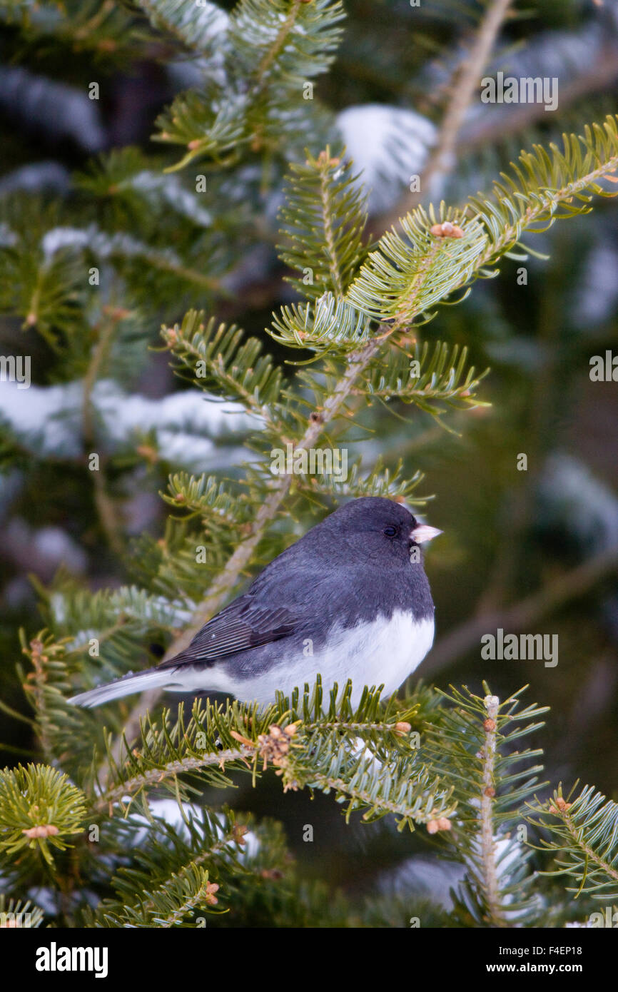Dark-eyed Junco (Junco hyemalis) in spruce tree in winter, Marion ...