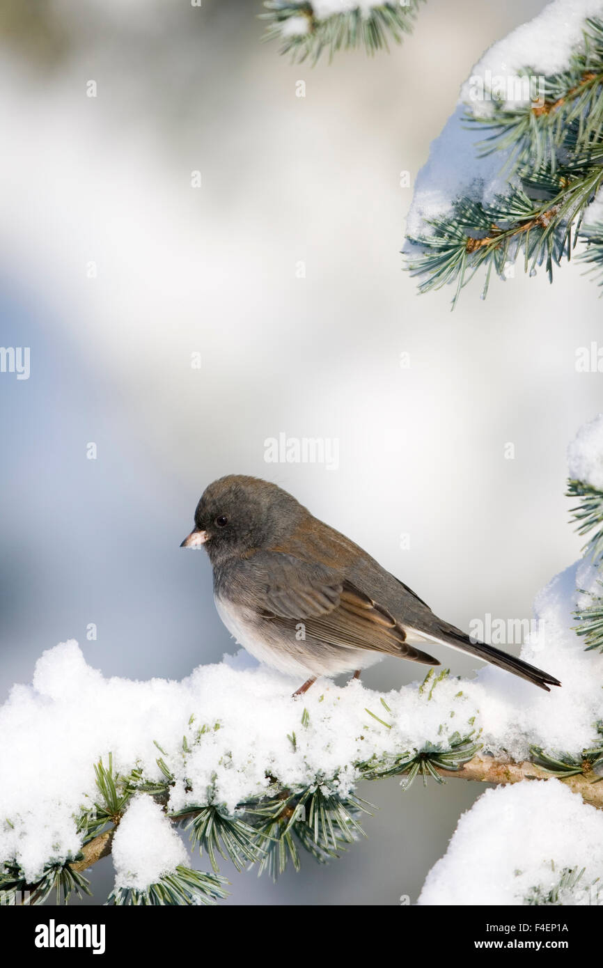 Dark-eyed Junco (Junco hyemalis) on Blue Atlas Cedar (Cedrus atlantica ...