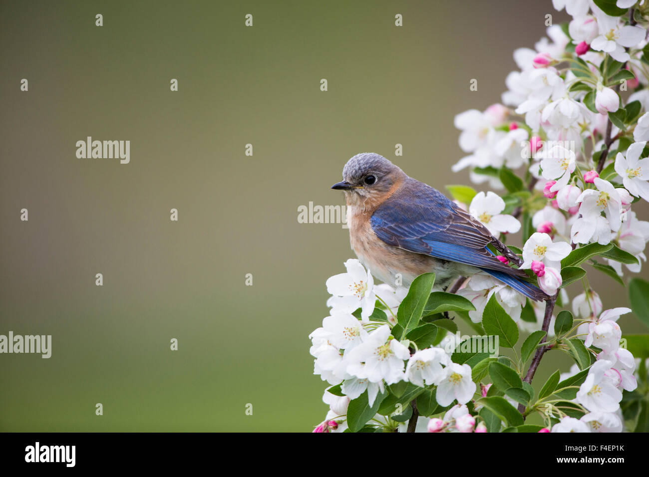 Eastern Bluebird (Sialia sialis) female in Crabapple tree (Malus sp ...