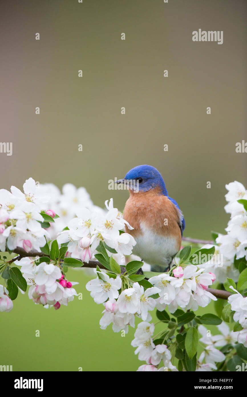 Eastern Bluebird (Sialia sialis) male in Crabapple tree (Malus sp.) in ...