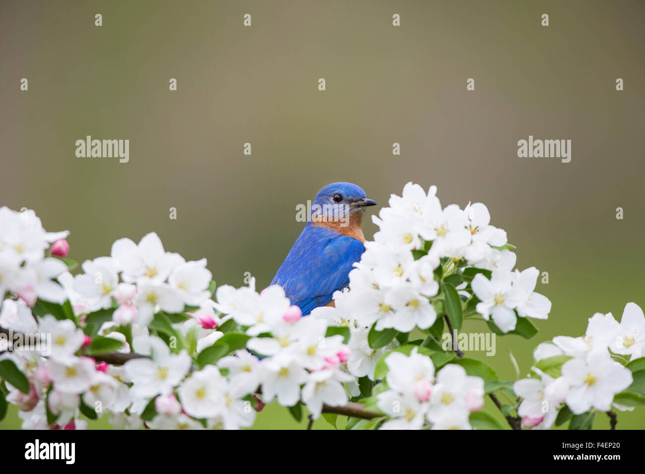 Eastern Bluebird (Sialia sialis) male in Crabapple tree (Malus sp.) in ...