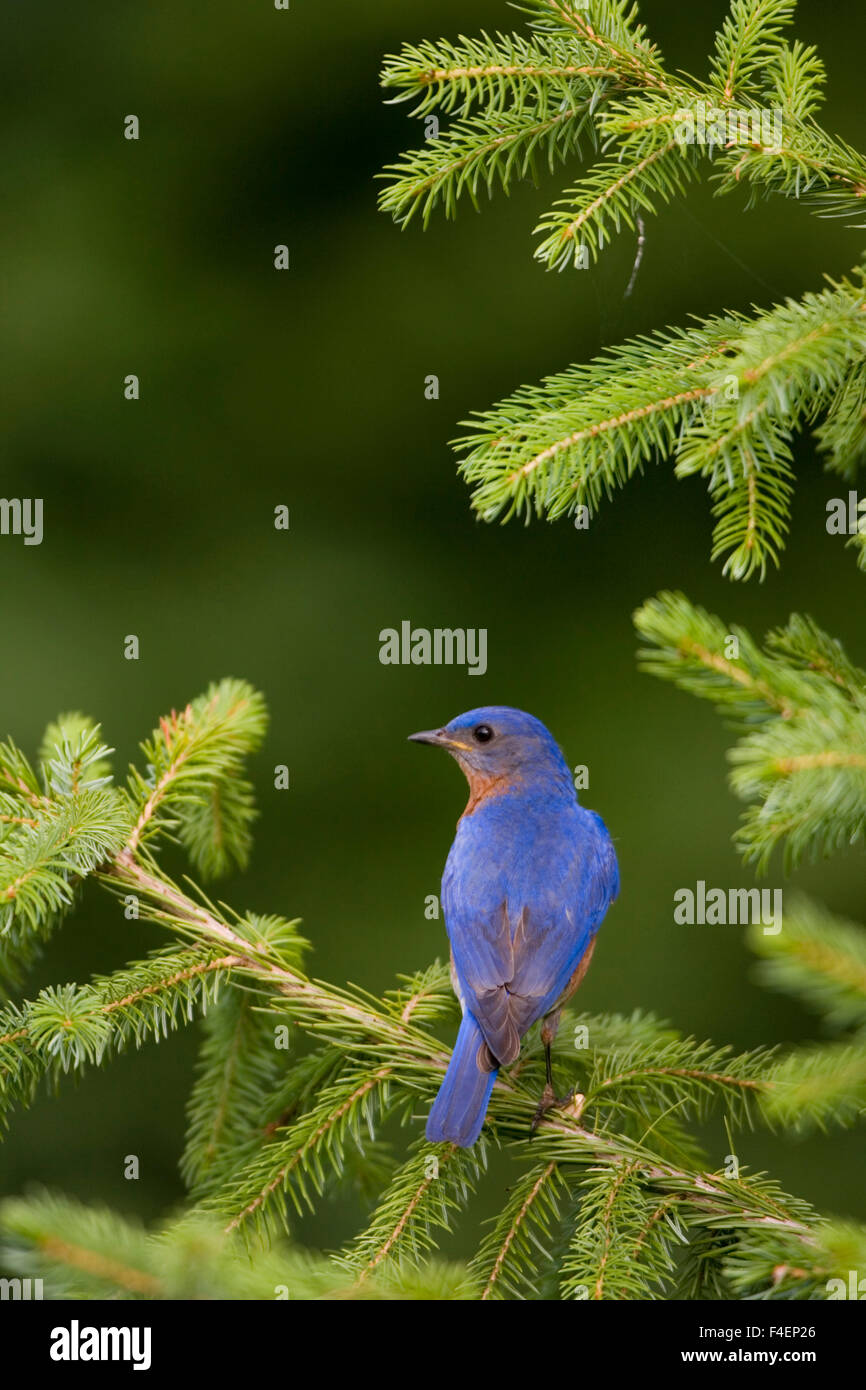 Eastern Bluebird (Sialia sialis) male in Serbian Spruce (Picea omorika ...