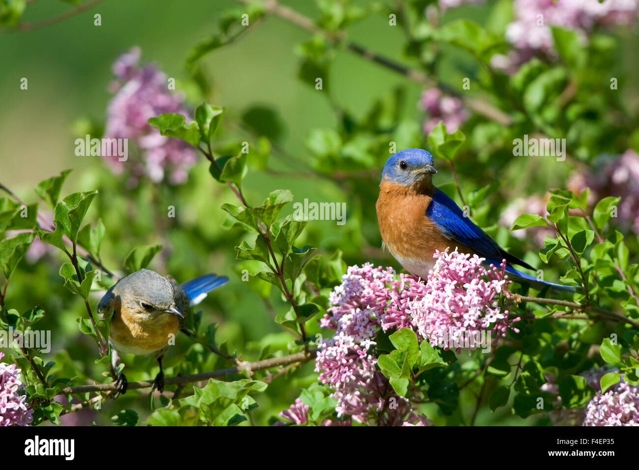 Male and female bluebirds hi-res stock photography and images - Alamy