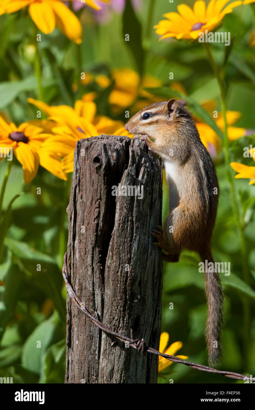 Eastern Chipmunk (Tamias striatus) on fence post near flower garden ...