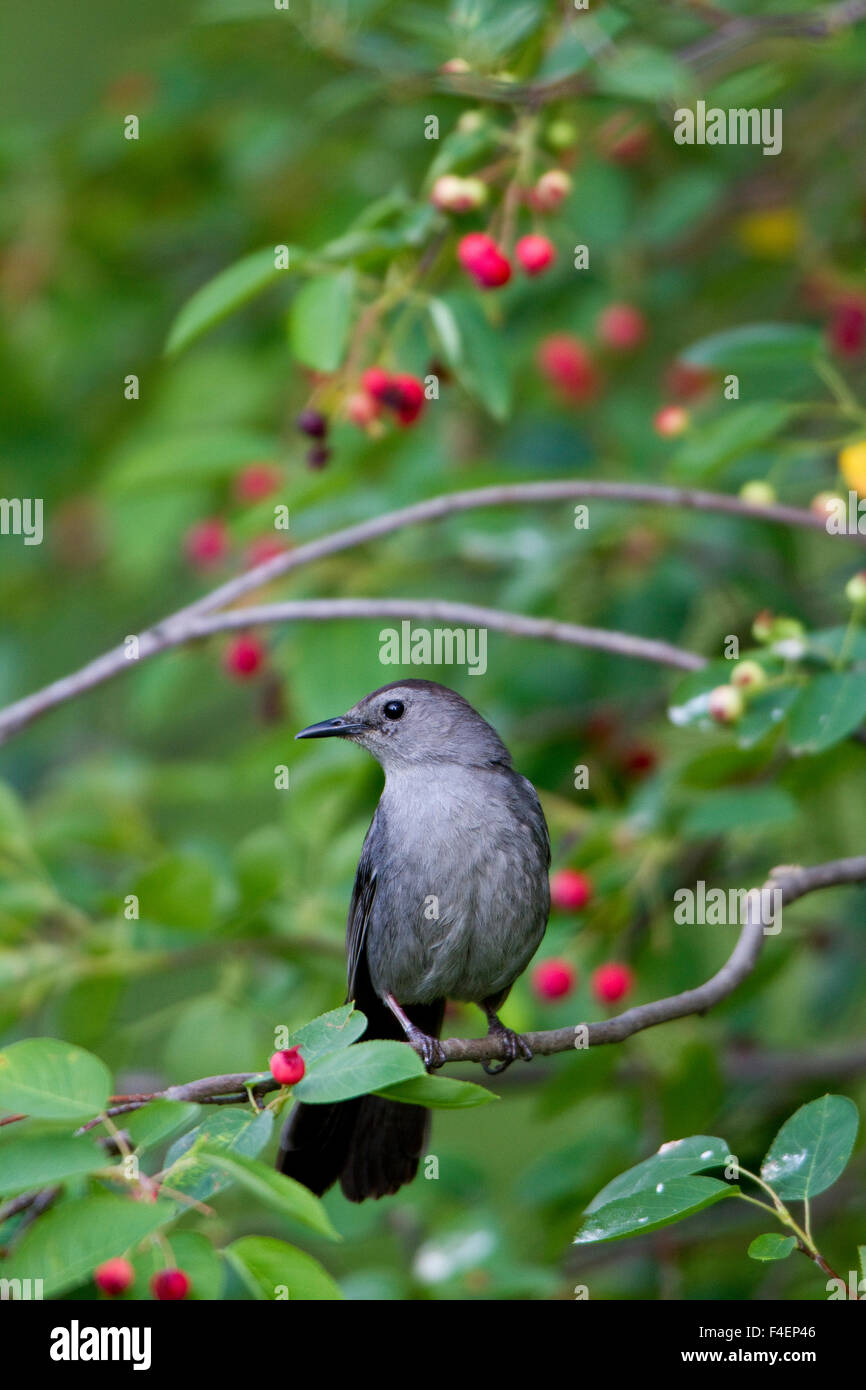 Gray Catbird (Dumetalla carolinensis) in Serviceberry Bush (Amelanchier ...