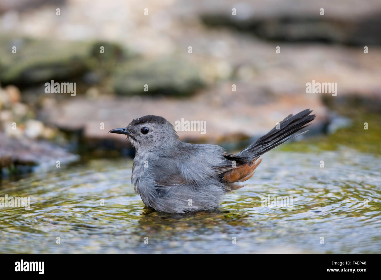 Gray Catbird (Dumetella carolinensis) bathing, Marion, Illinois, USA ...