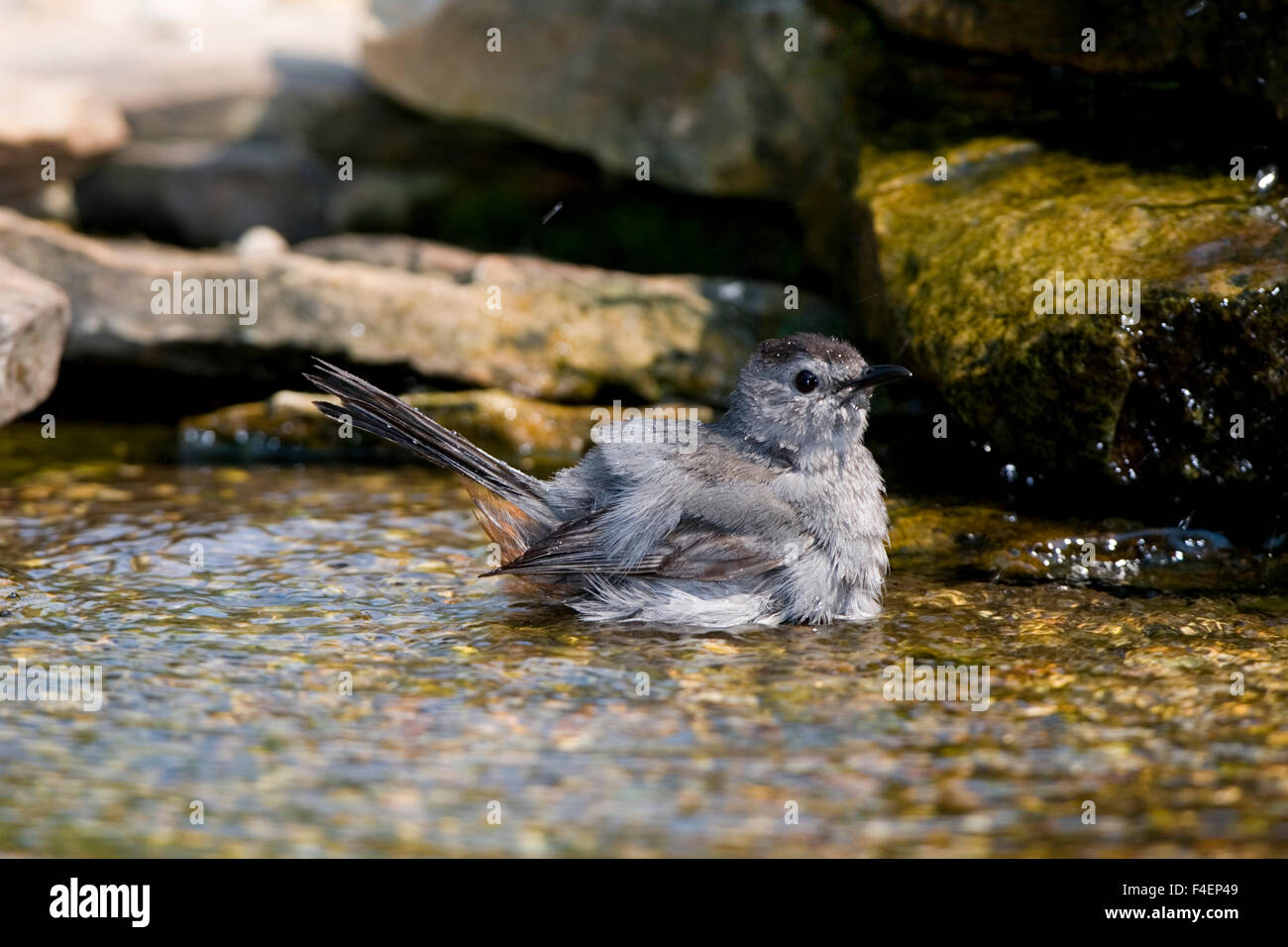Gray Catbird (Dumetella carolinensis) bathing, Marion, Illinois, USA ...