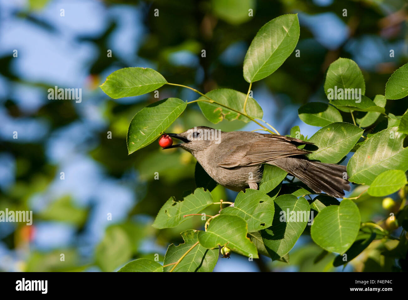 Catbird feeding hi-res stock photography and images - Alamy