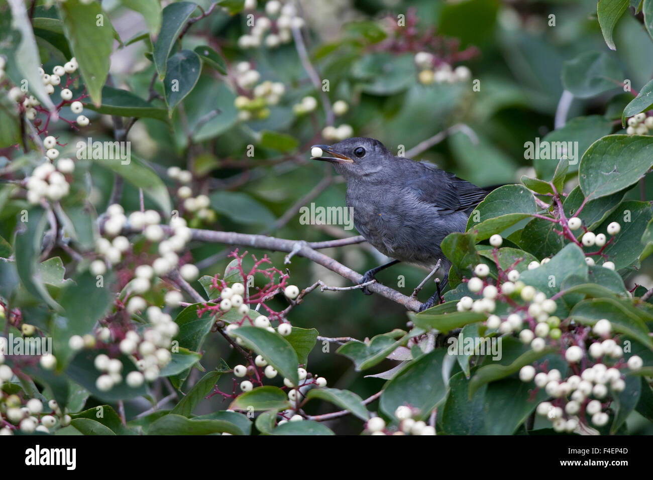 Immature catbird hi-res stock photography and images - Alamy