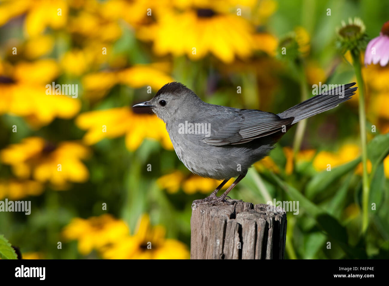 Gray Catbird (Dumetella carolinensis) in flower garden with Black-eyed ...