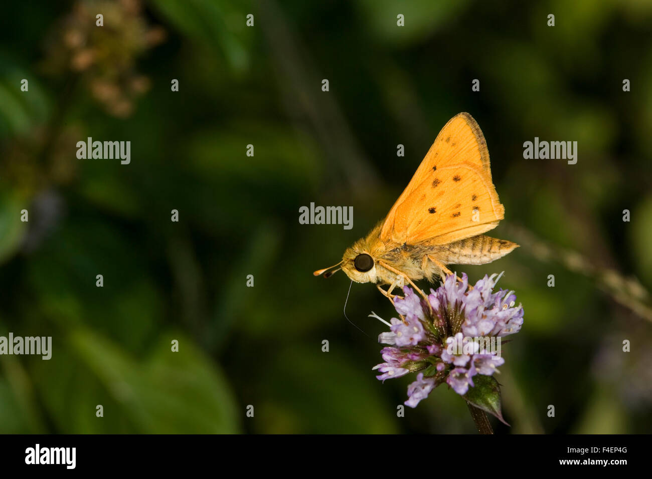 Susan skipper hi-res stock photography and images - Alamy