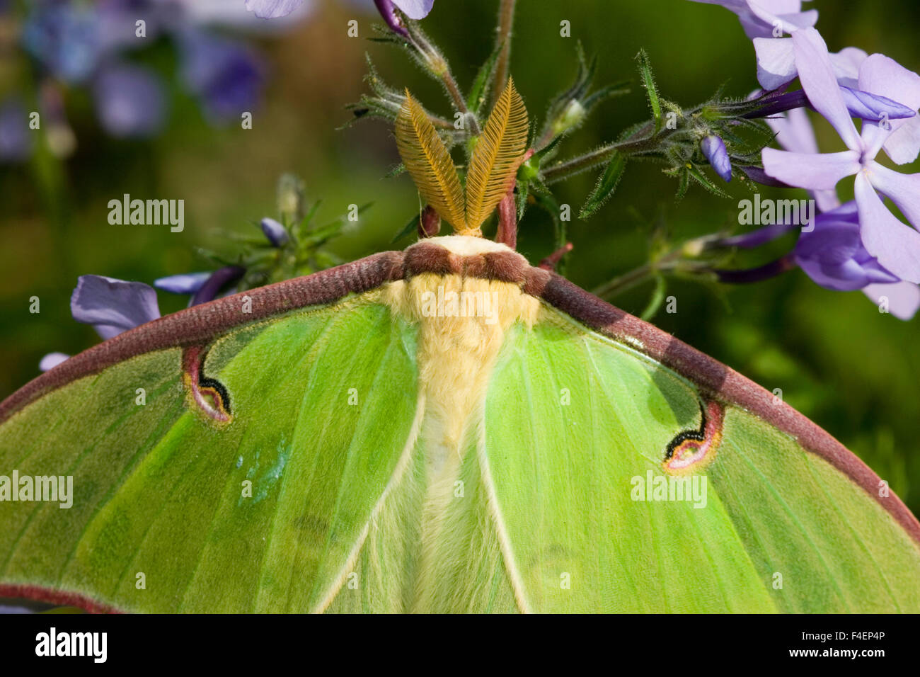 Luna Moth (Actias Luna) on Blue Phlox (Phlox divaricata) Marion Co. IL ...