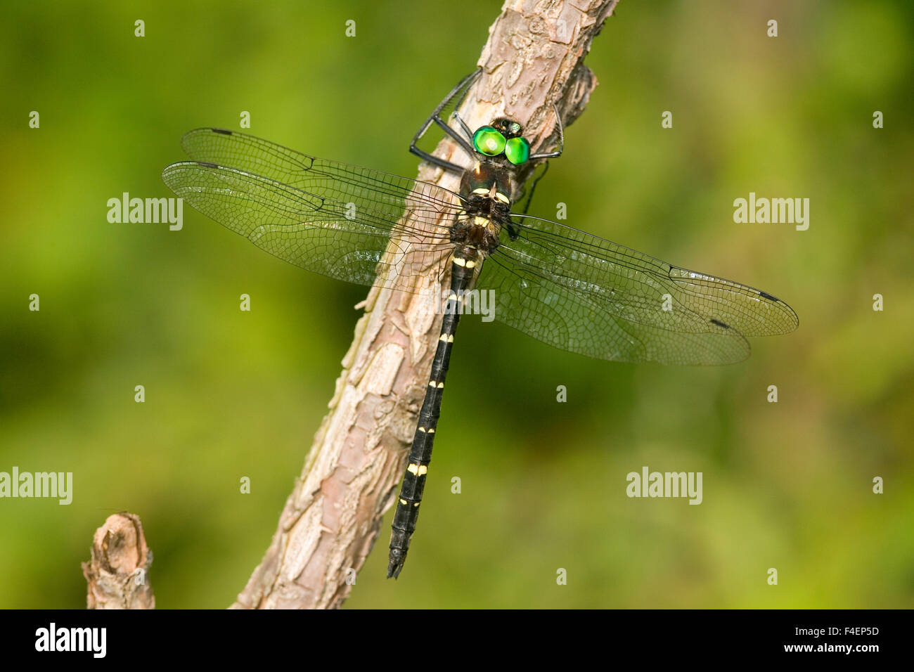 Royal River Cruiser (Macromia taeniolata) male, Big Muddy Creek, Clay ...
