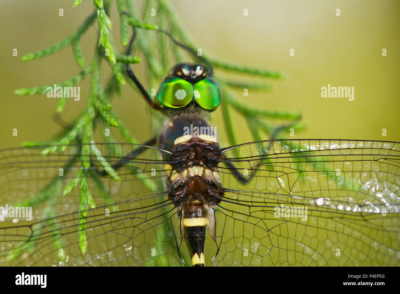 Swift River Cruiser Dragonfly (Macromia illinoiensis) male, Effingham ...