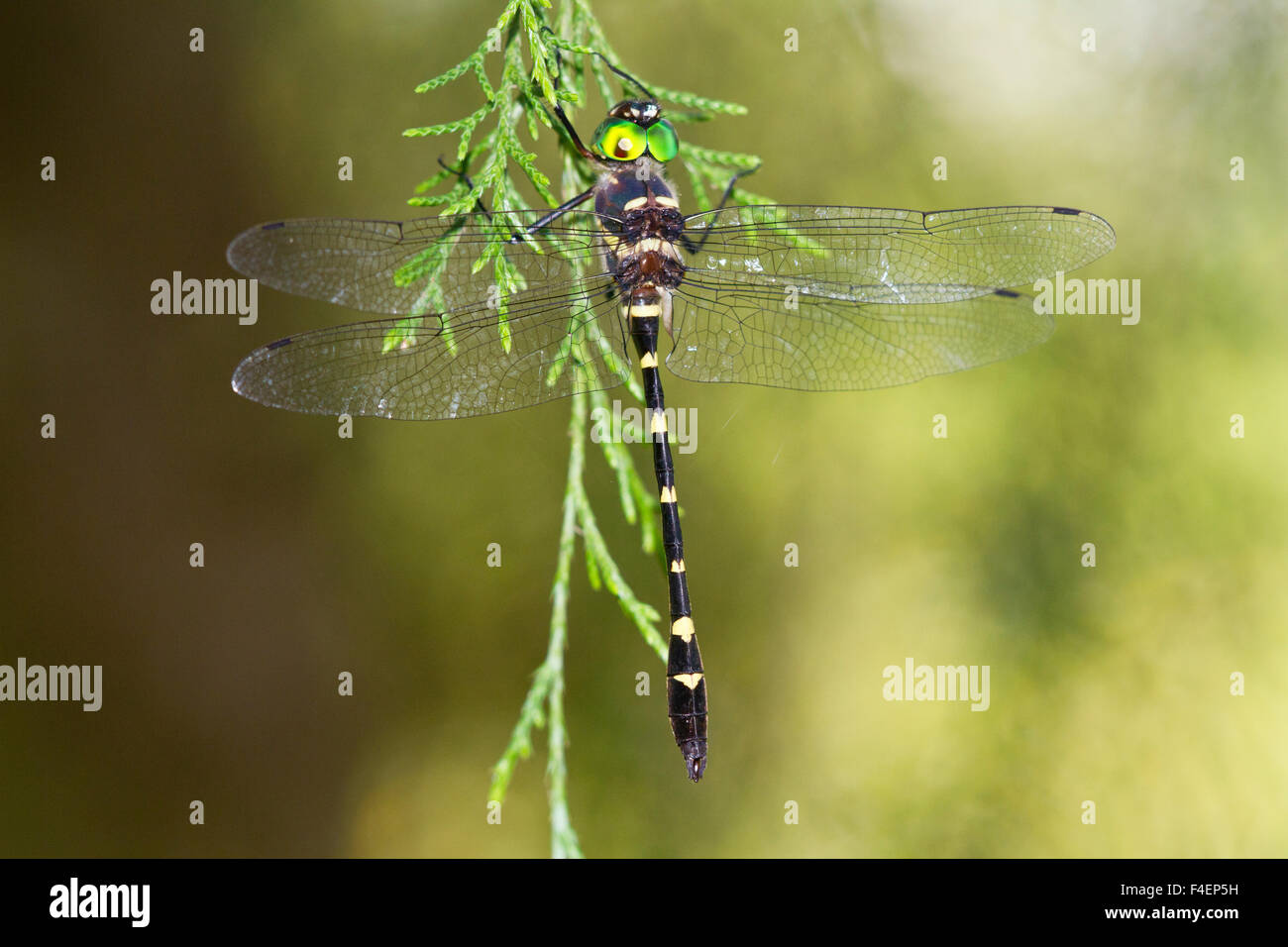 Swift River Cruiser Dragonfly (Macromia illinoiensis) male, Effingham ...