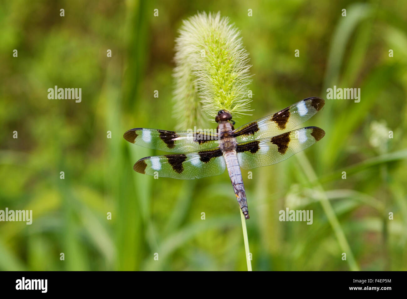 Twelve-spotted Skimmer (Libellula pulchella) male near wetland, Marion ...