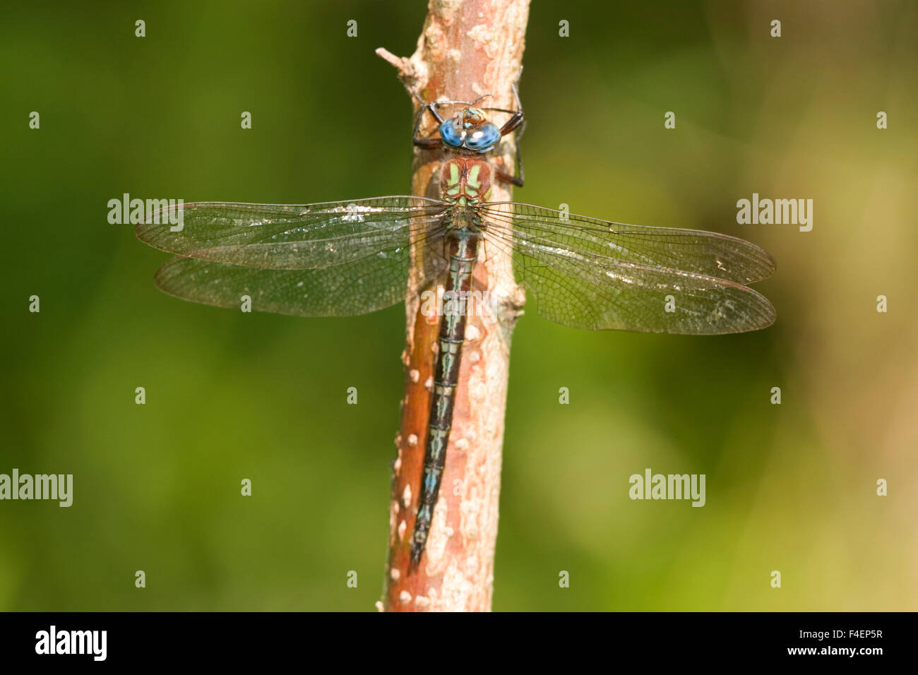 Cyrano Darner (Nasiaeschna pentacantha) Stephen A. Forbes State Park ...