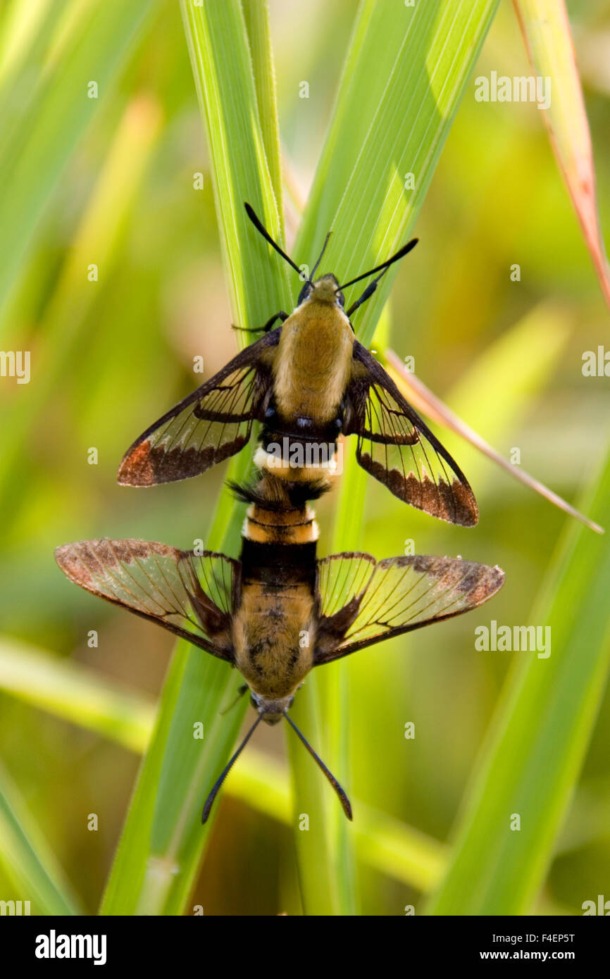 Snowberry Clearwing Moth
