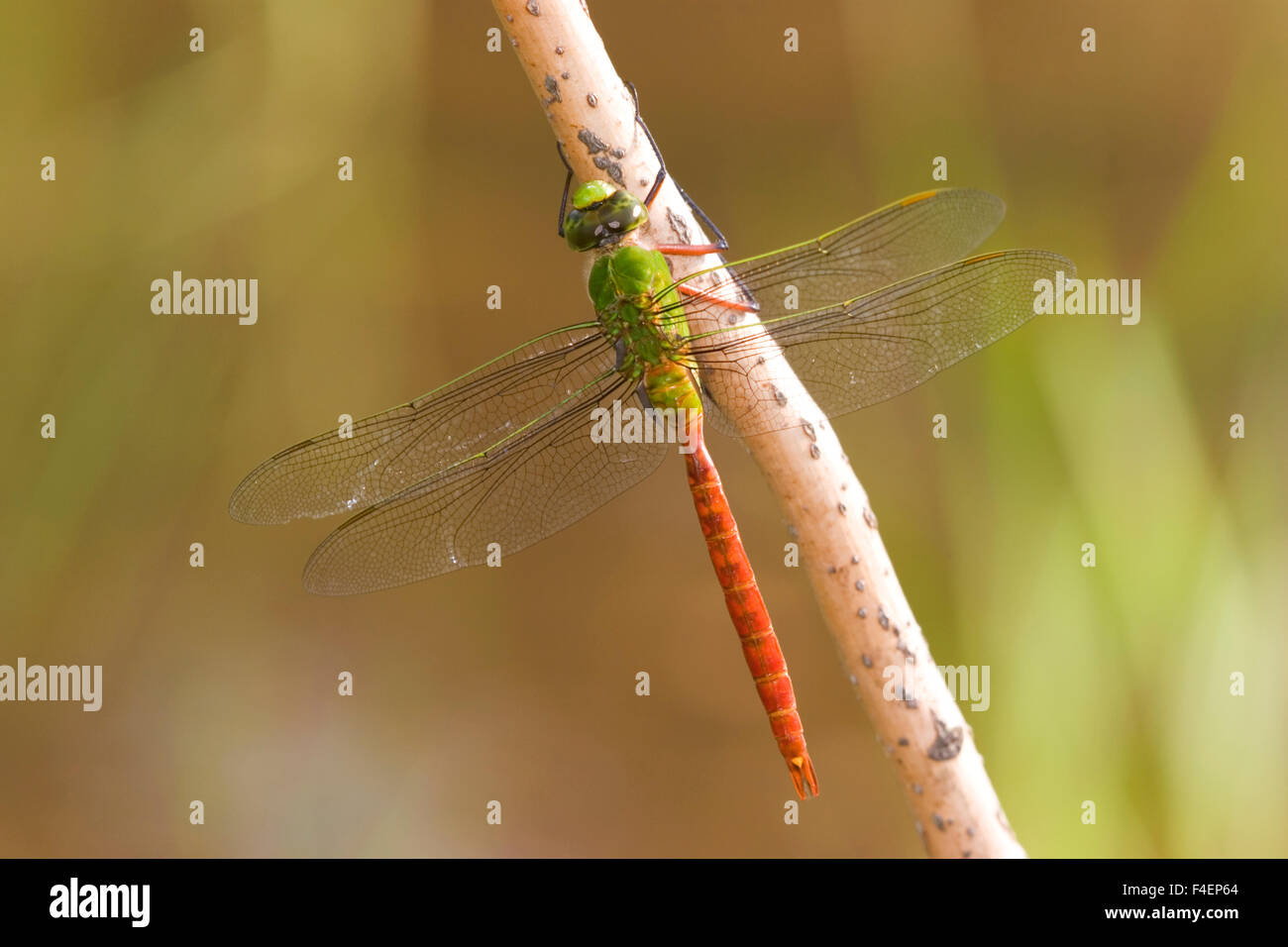 Richard ballard hi-res stock photography and images - Alamy