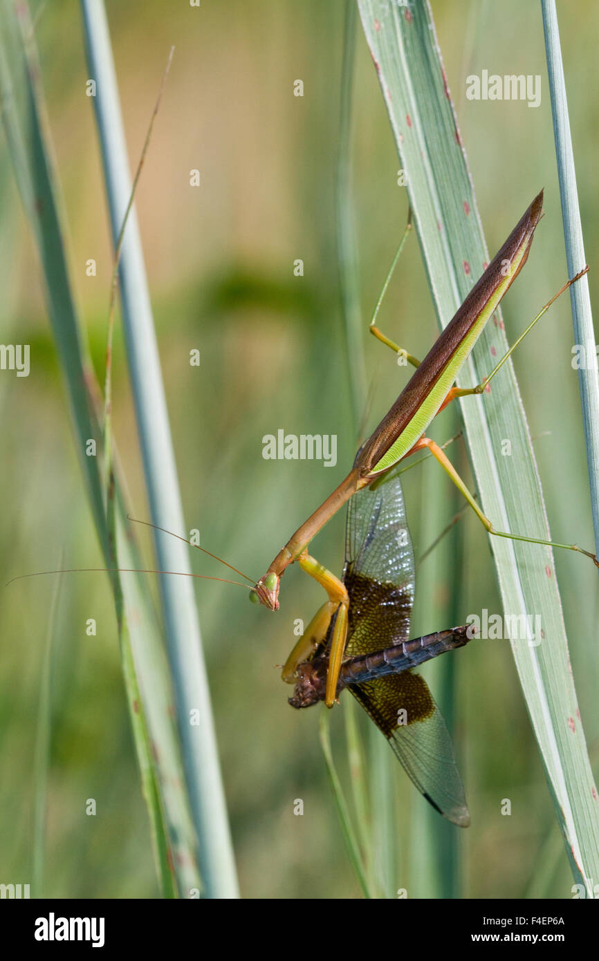 Praying Mantis eating Widow Skimmer dragonfly (Libellula luctuosa ...