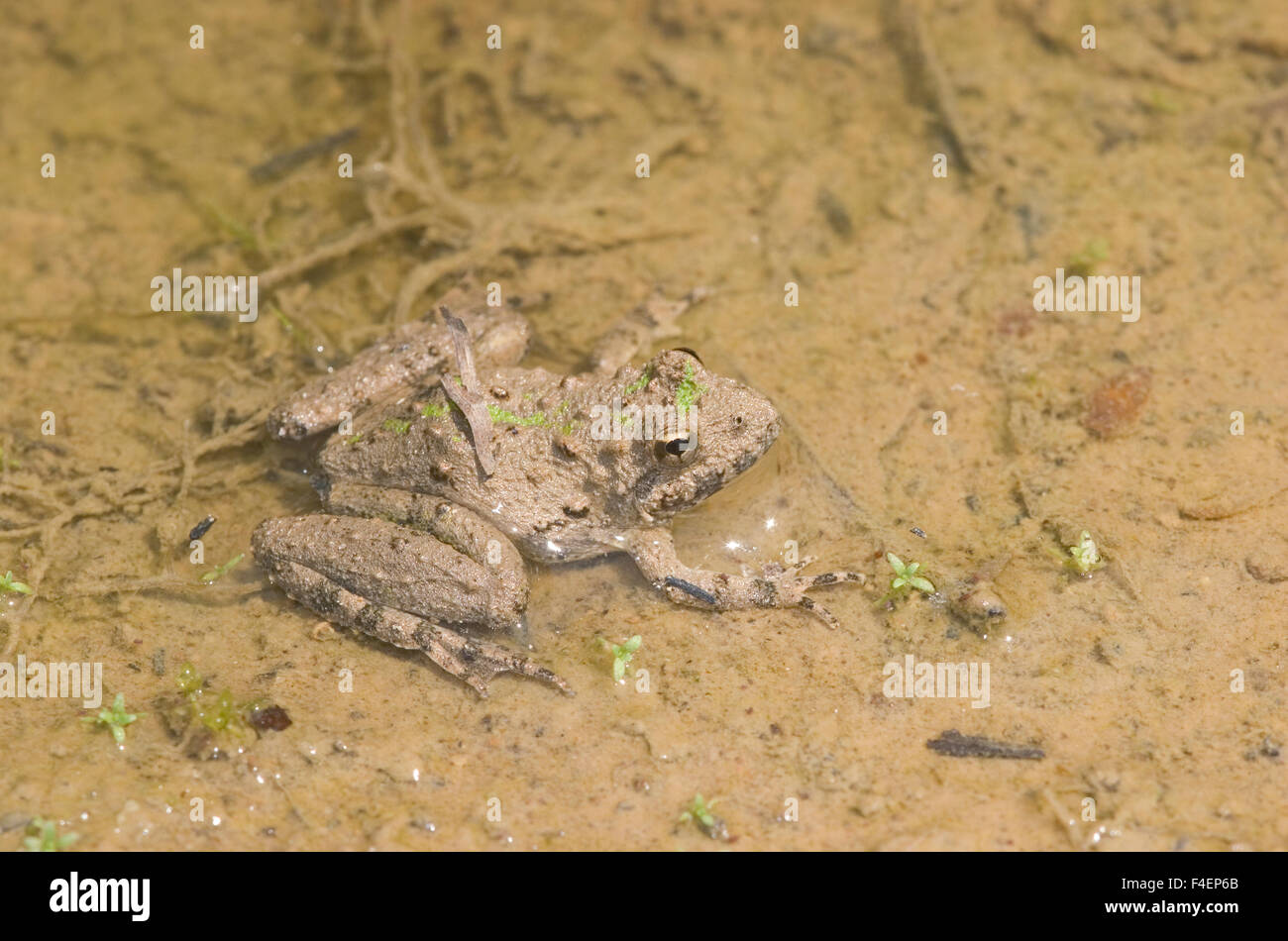 Northern Cricket Frog (Acris crepitans) in wetland, Ballard Nature ...