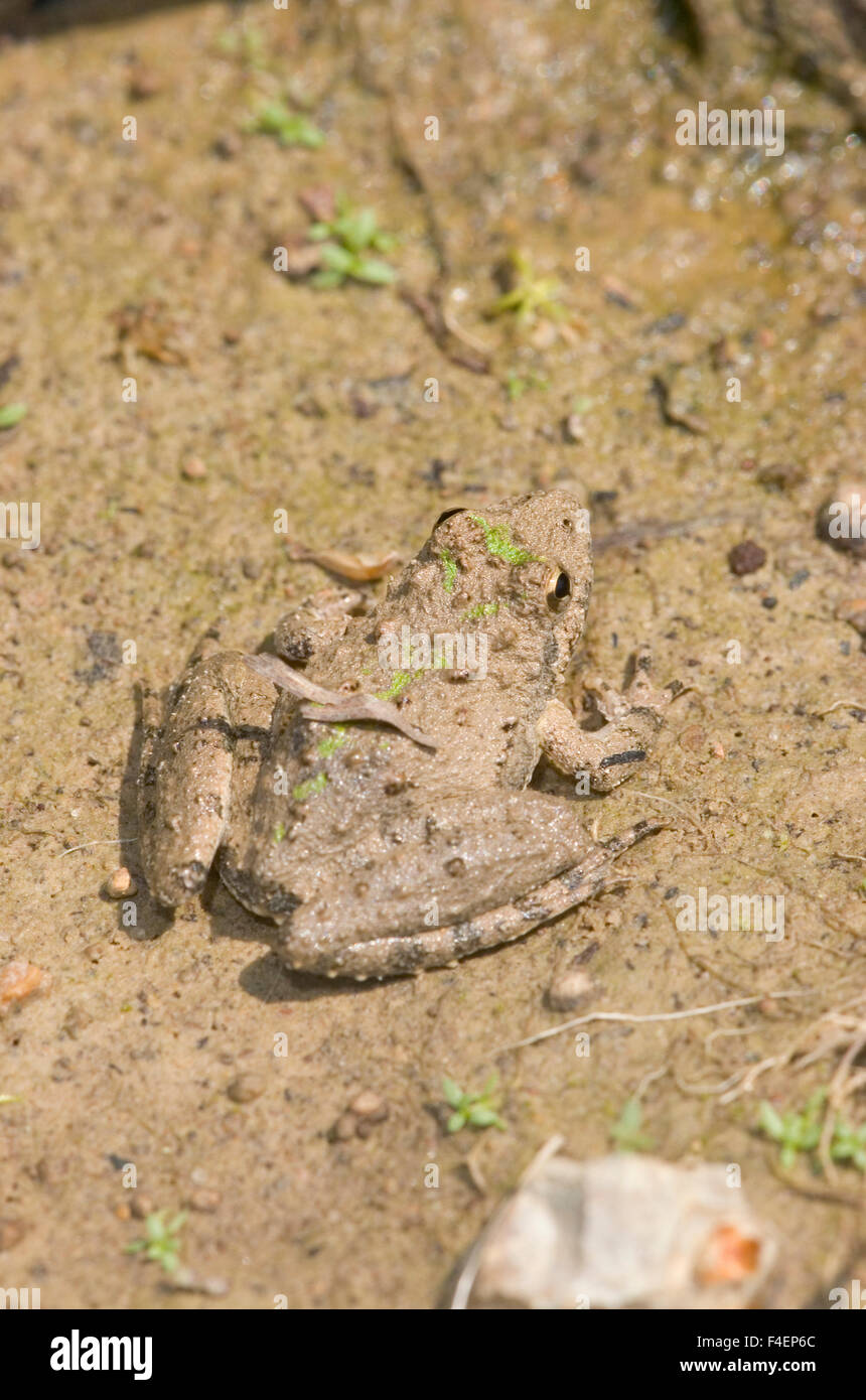 Northern Cricket Frog (Acris crepitans) in wetland, Ballard Nature ...