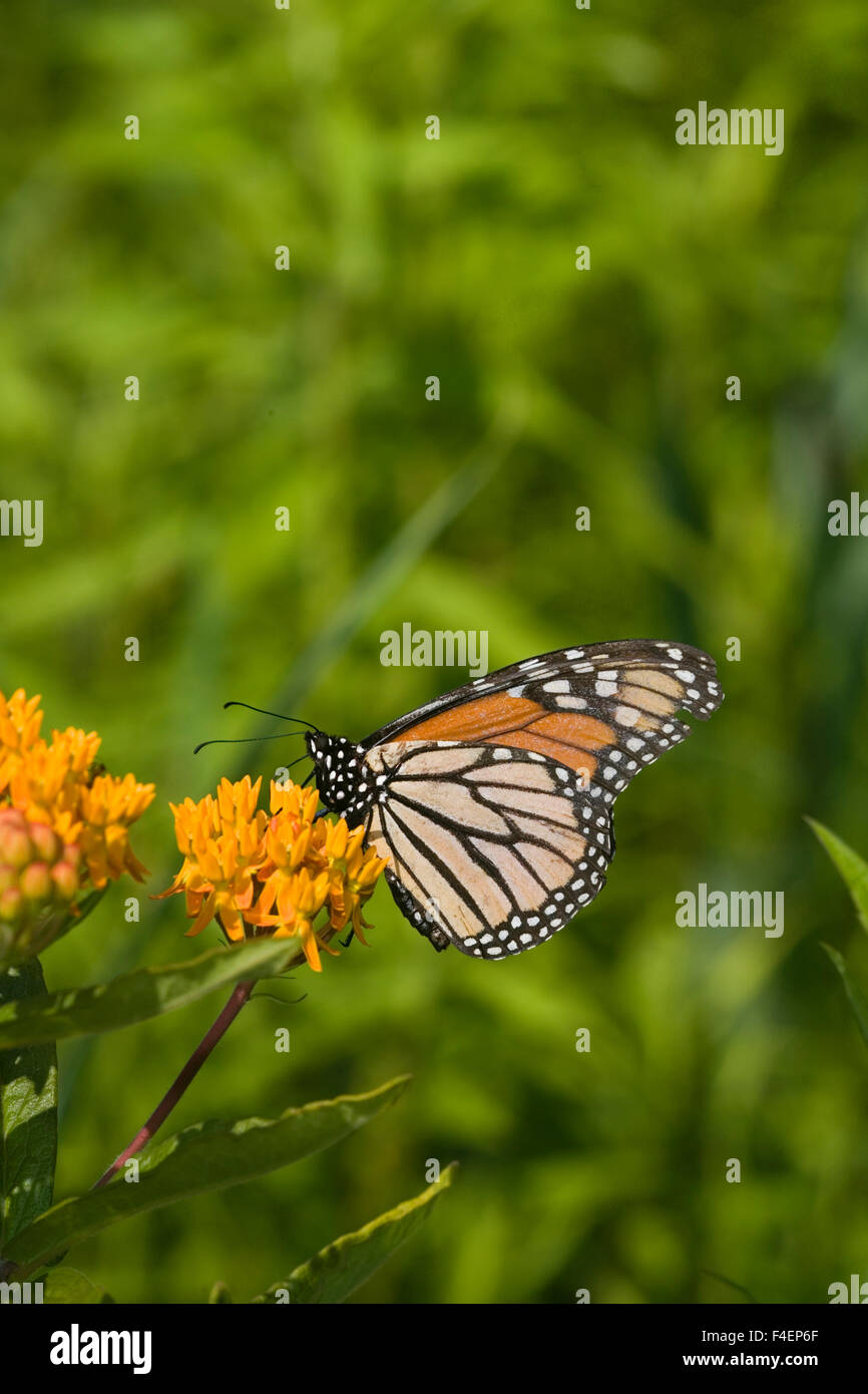 Monarch (Danaus plexippus) on Butterfly Milkweed (Asclepias tuberosa ...