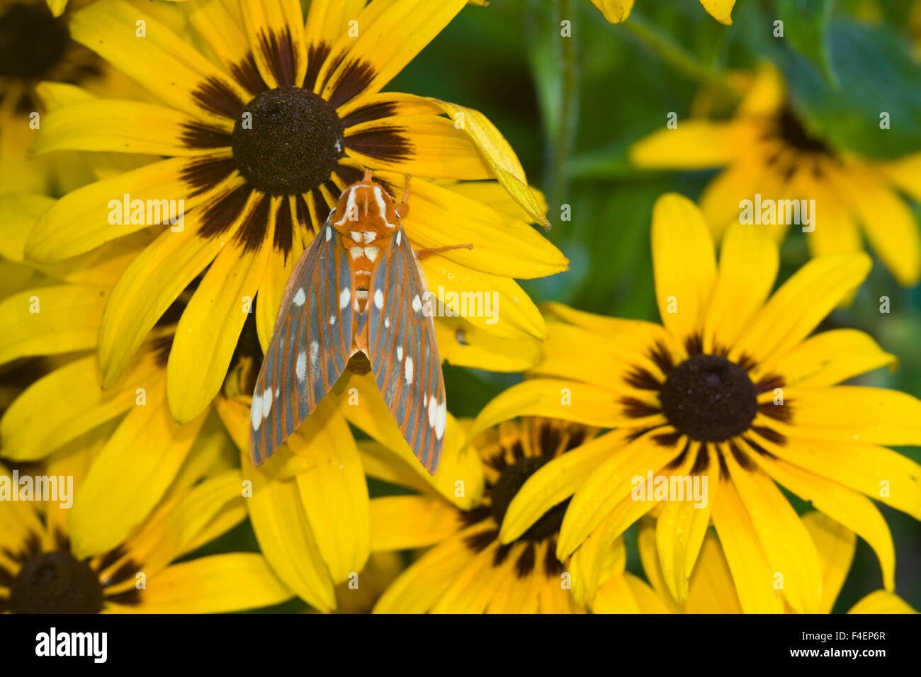 Walnut moth hi-res stock photography and images - Alamy
