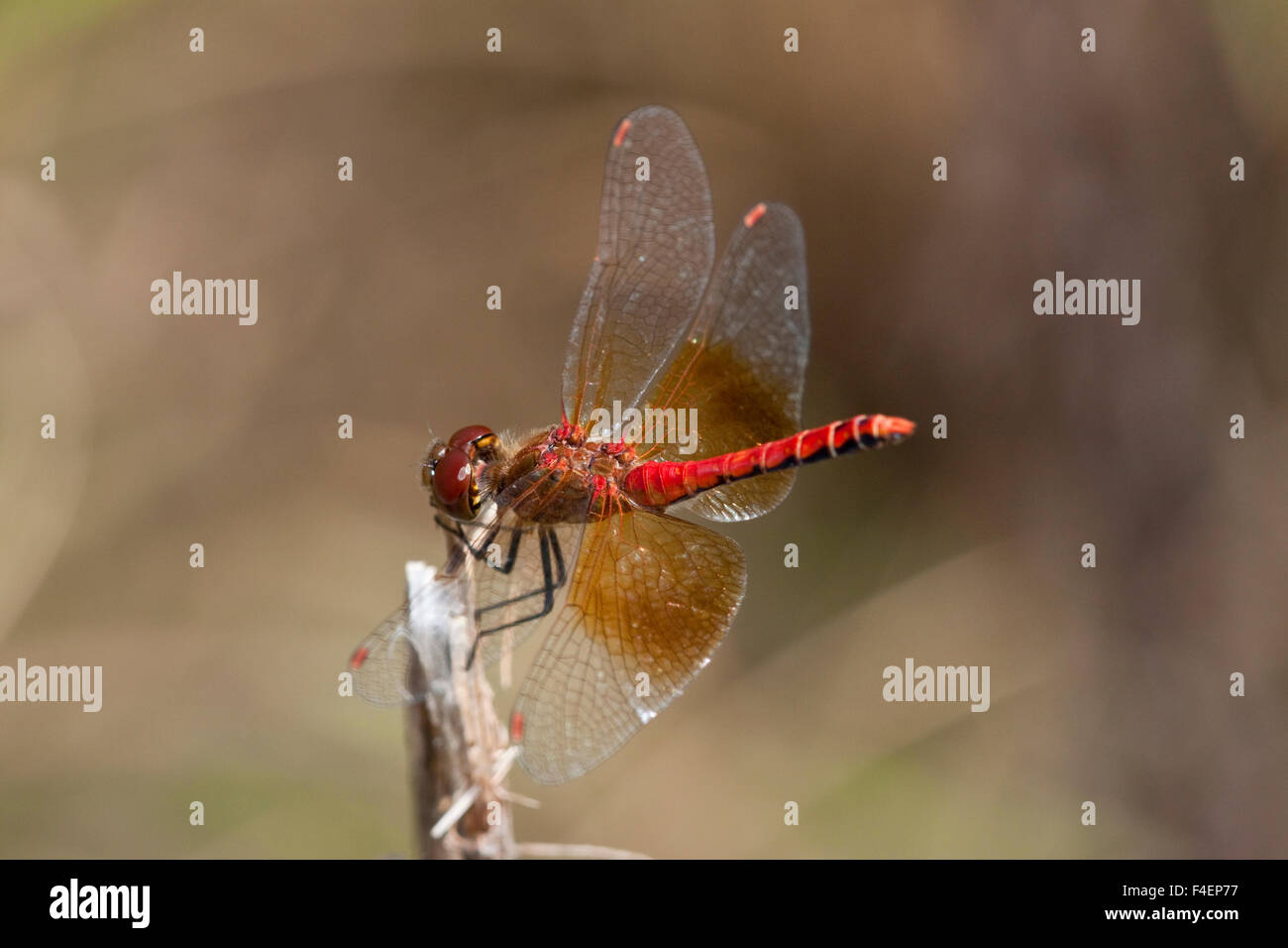 Band-winged Meadowhawk (Sympetrum semicinctum) male perched near ...