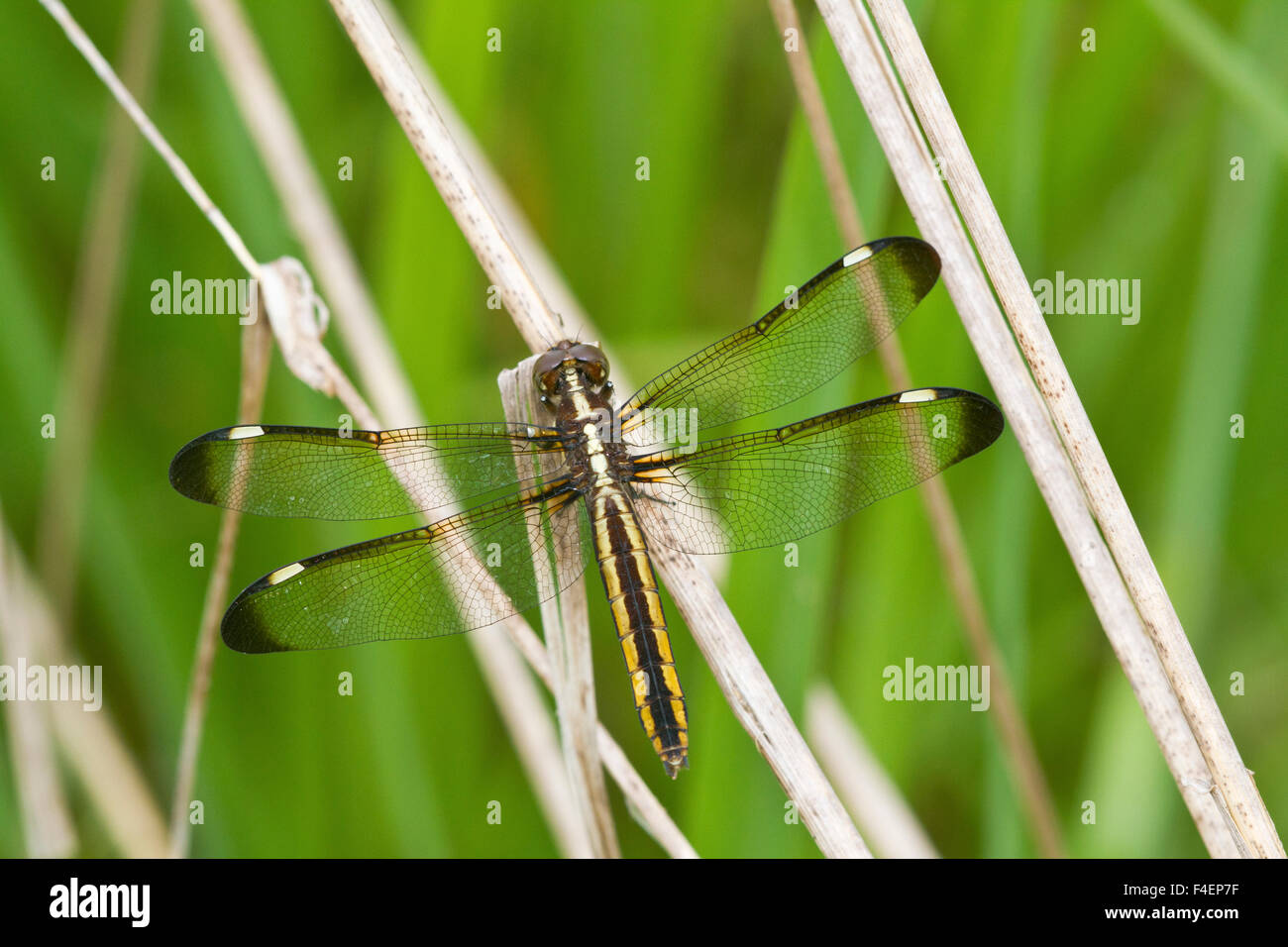 Spangled Skimmer dragonfly (Libellula cyanea) female perched near ...