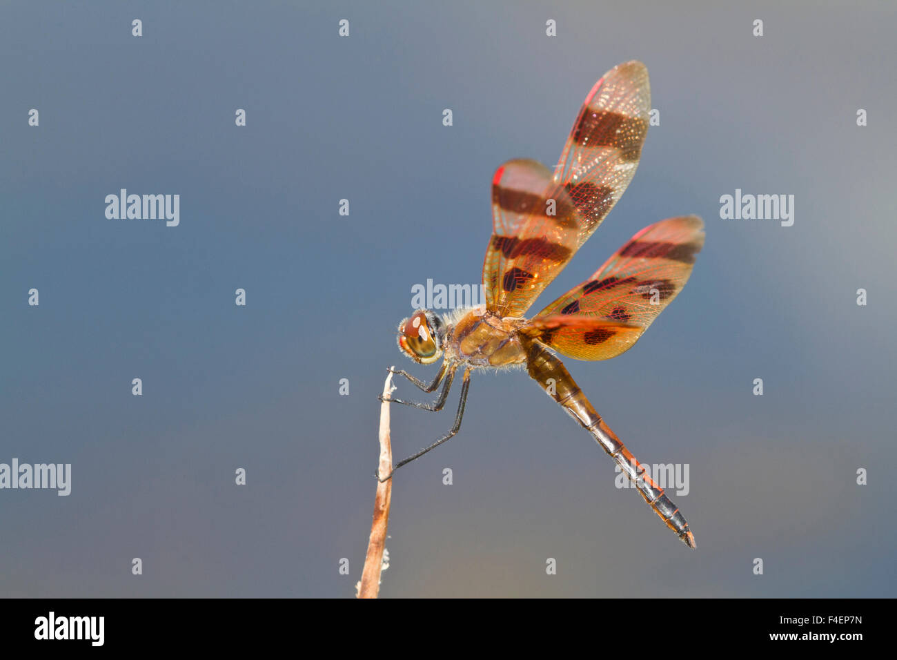 Halloween Pennant dragonfly (Celithemis eponina) male perched near ...
