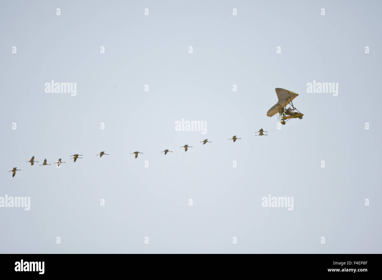 Operation Migration ultralight plane with scientist showing Whooping ...