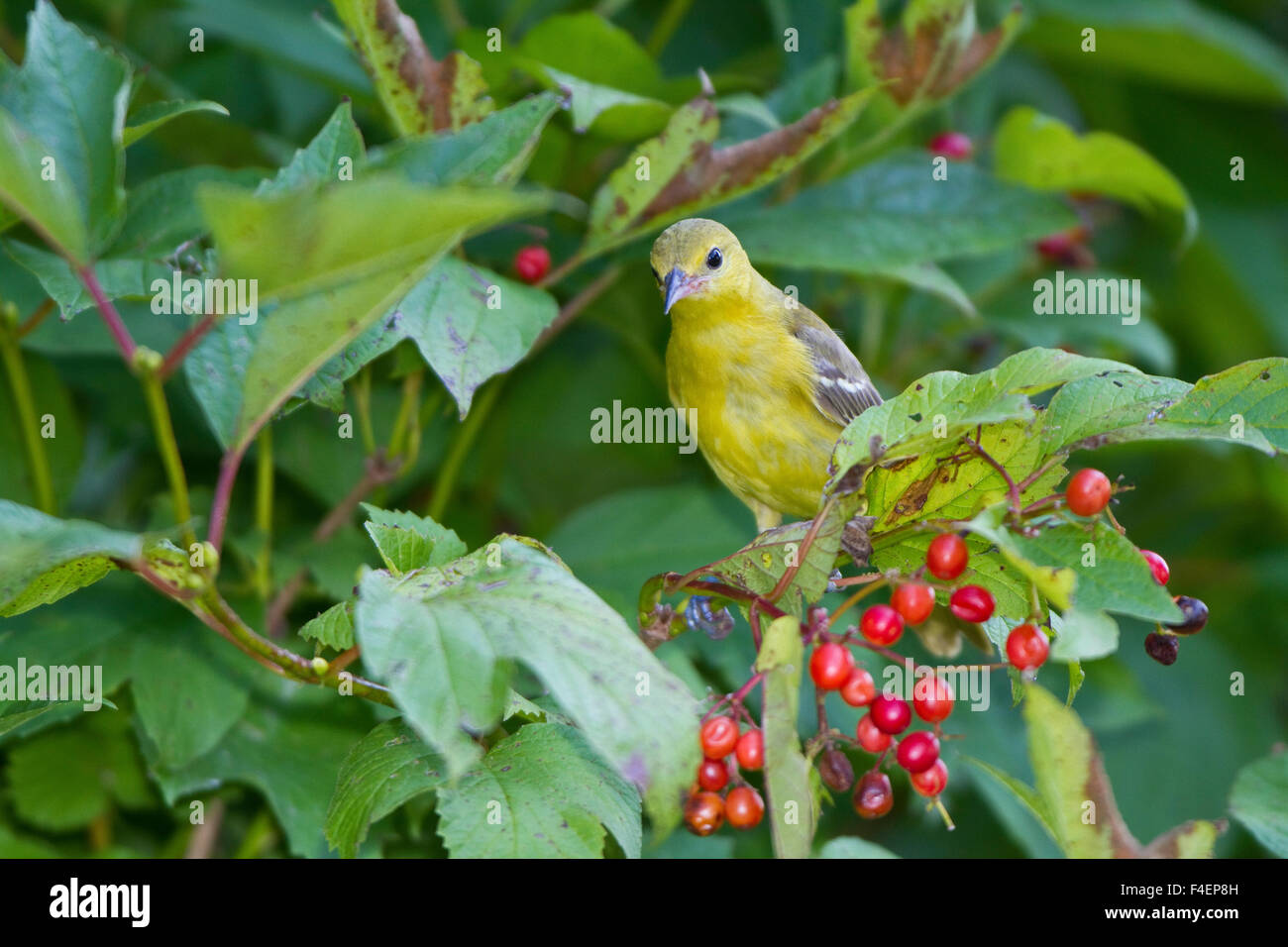 Orchard oriole female hi-res stock photography and images - Alamy