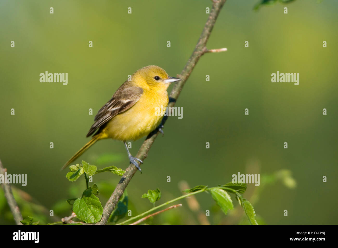 Orchard Oriole (Icterus spurius) female in Serviceberry Bush ...