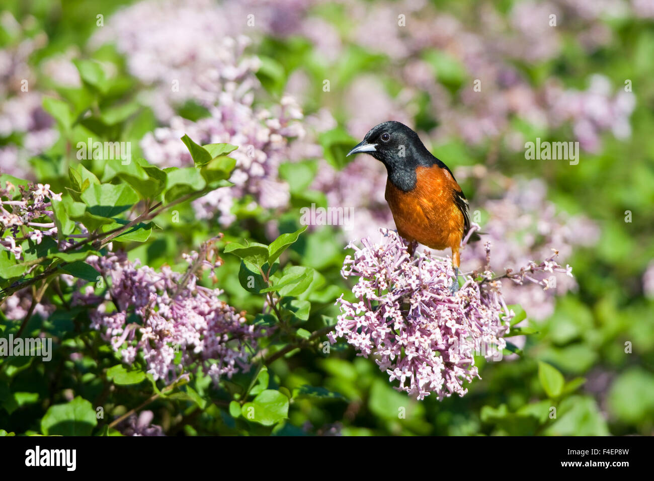 Orchard Oriole (Icterus spurius) male in Lilac bush, Marion, Illinois ...