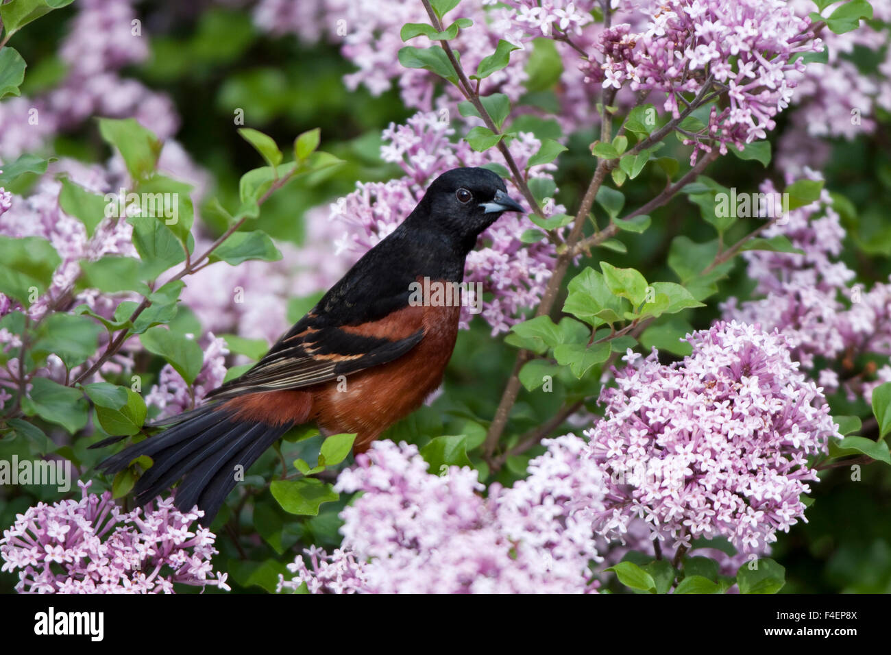 Orchard Oriole (Icterus spurius) male in Dwarf Korean Lilac Bush ...